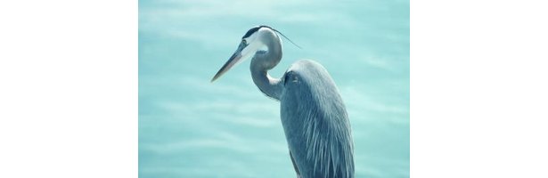 Differences Between Cranes & Herons | eHow Differences Between Cranes & Herons | eHow
