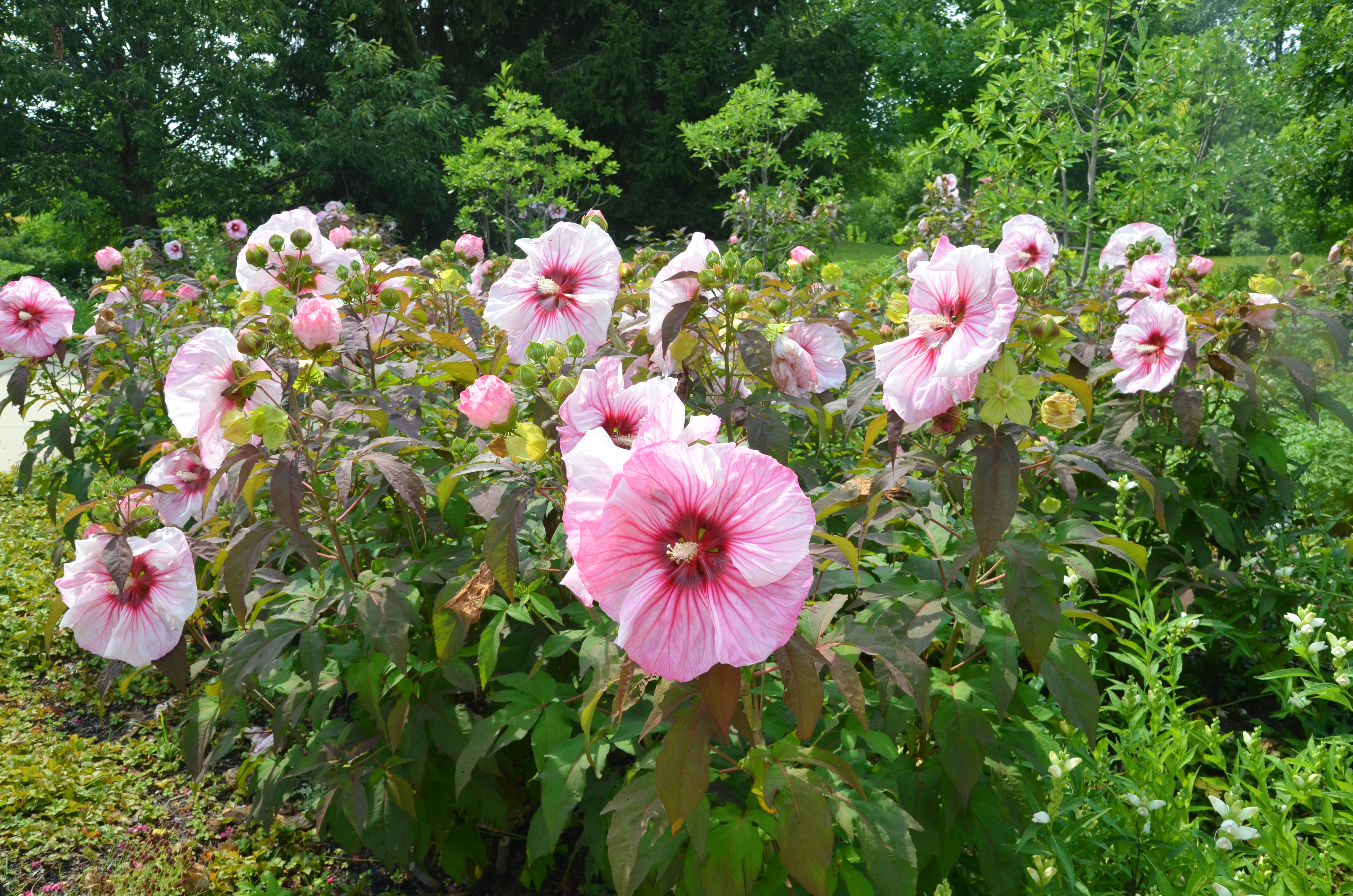 Hardy hibiscus varieties store
