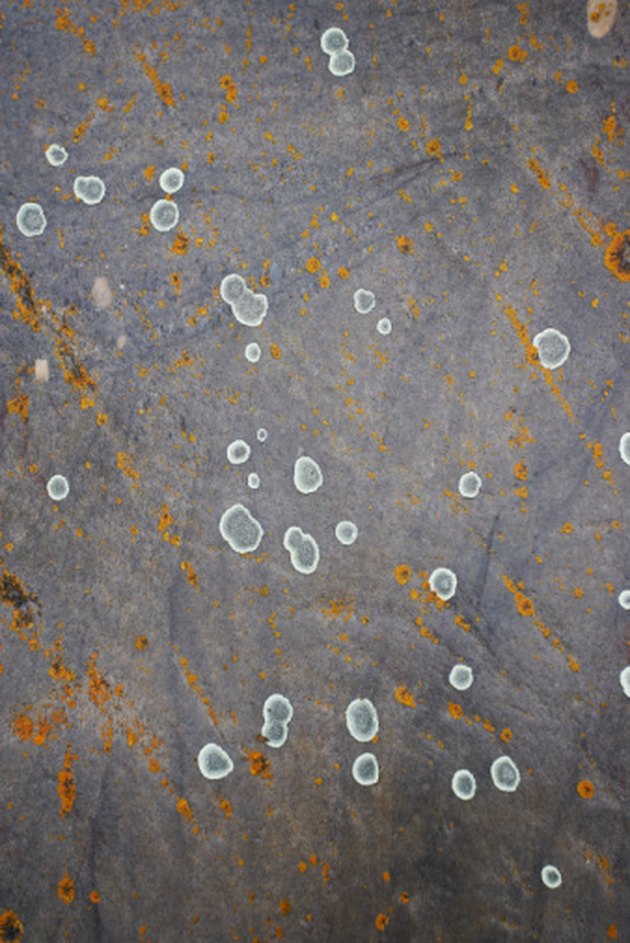 How to Remove Lichen From an Asphalt Driveway | eHow How to Remove Lichen From an Asphalt Driveway | eHow
