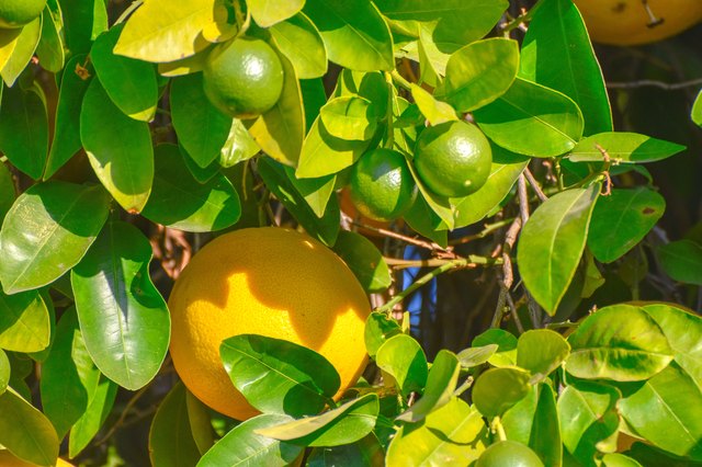How Often Does A Grapefruit Tree Bear Fruit EHow