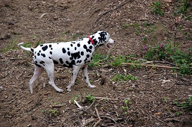How To Make 101 Dalmations Costumes Ehow