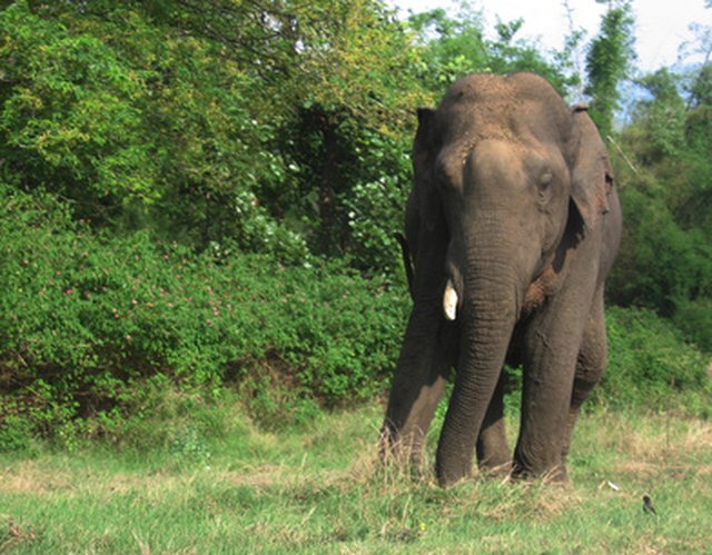 How To Make An Elephant Trunk Out Of Dixie Cups EHow